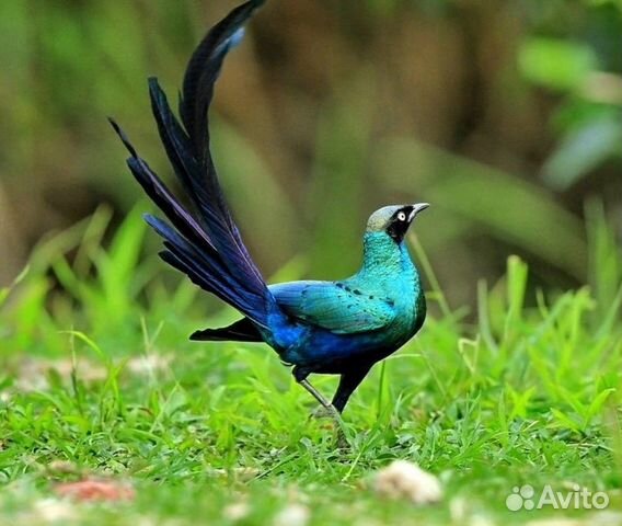 Длиннохвостый блестящий скворец