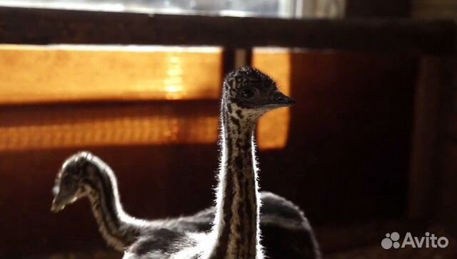 Страусята (страус)