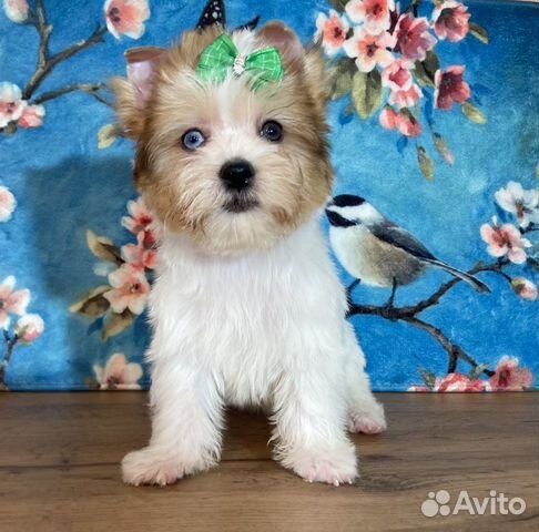 Мальчик голубоглазый голд берри йорк