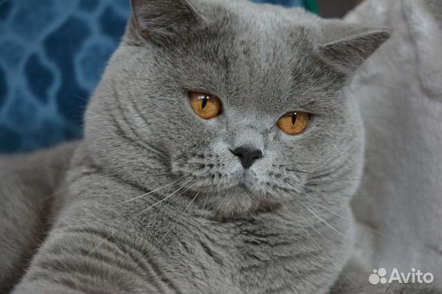 Вязка под котёнка