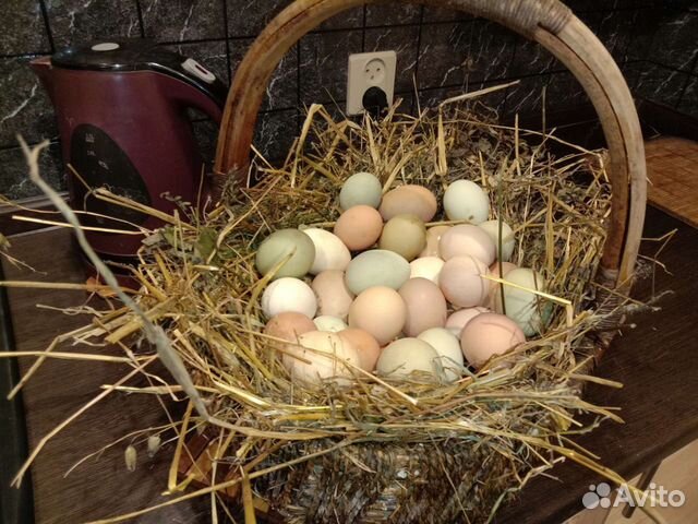 Инкубационное яйцо