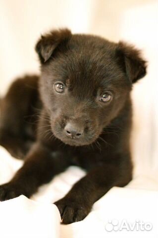 Милая стерилизованная девочка ищет дом