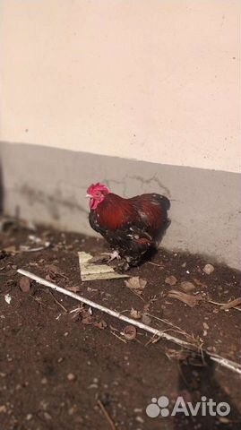 Петухи бентамки