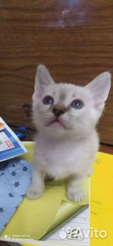 Кошка Бурманская