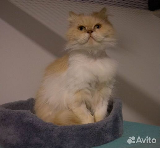 Персидская кошка Хана ищет дом