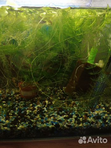 Аквариумное растение