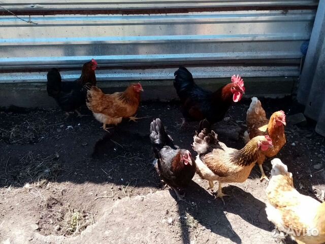 Куры домашние