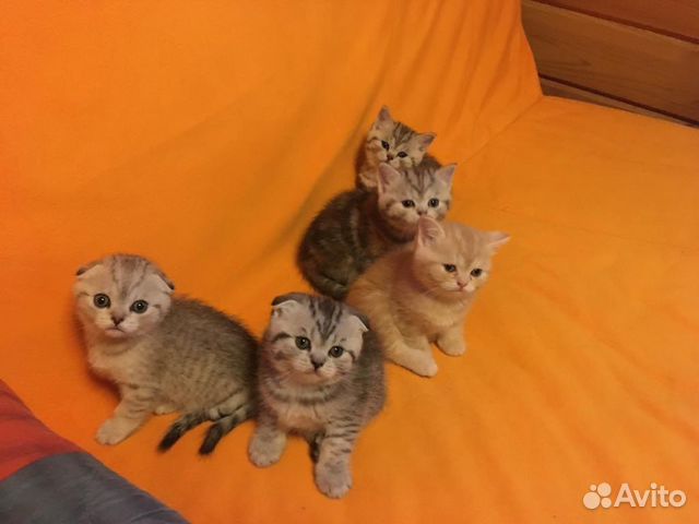 Котята шотландцы вислоухие и прямые ушки