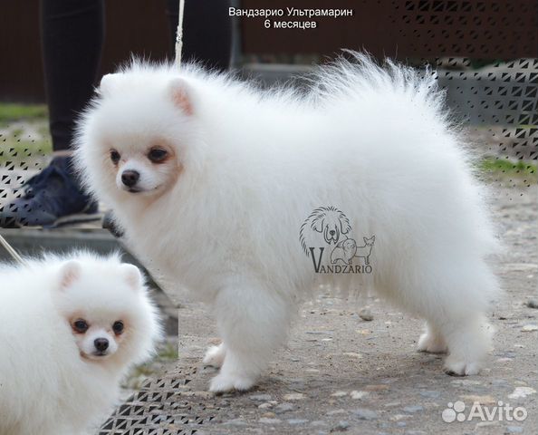 Белее снега - мальчик померанчик