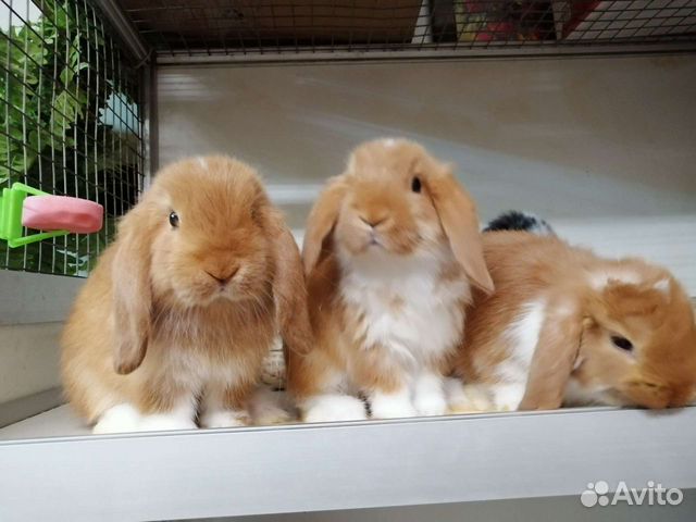 Крольчата разные окрасы. Цены весеннее - летние