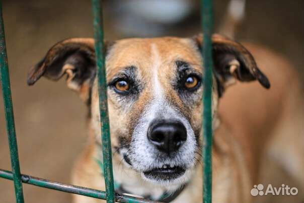 Идеальная Собака Джейси вечный щенок