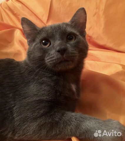 Красивый крупный котенок 3 месяца и 1 неделя в дар