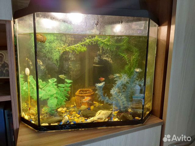 Готовый аквариум