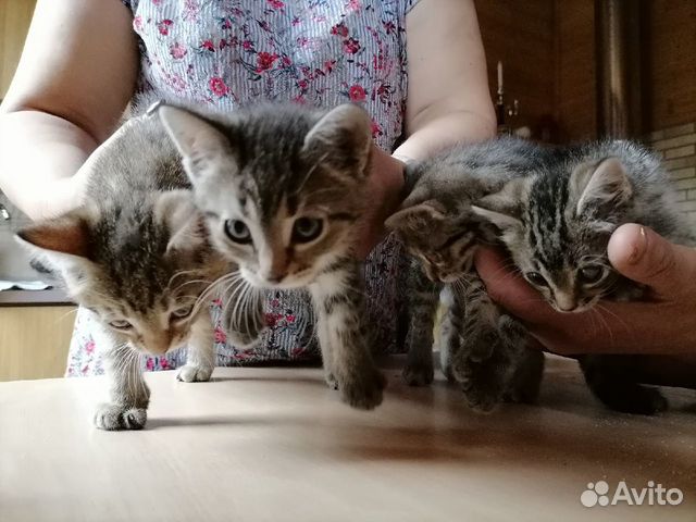 Маленькие тигрята