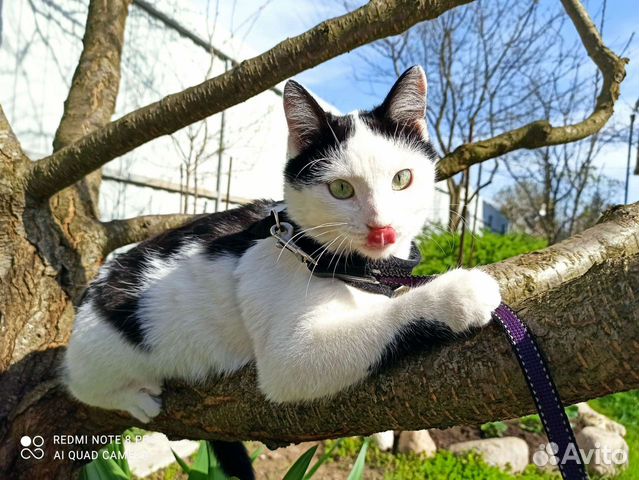Шикарный зеленоглазый кот