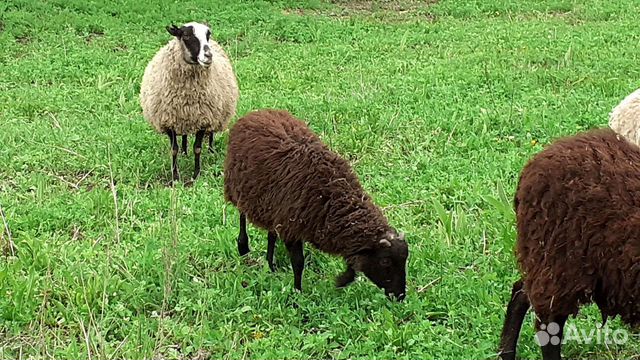 Овцы бараны ягнята оптом