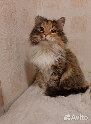 Сибирячка девочка 8 мес