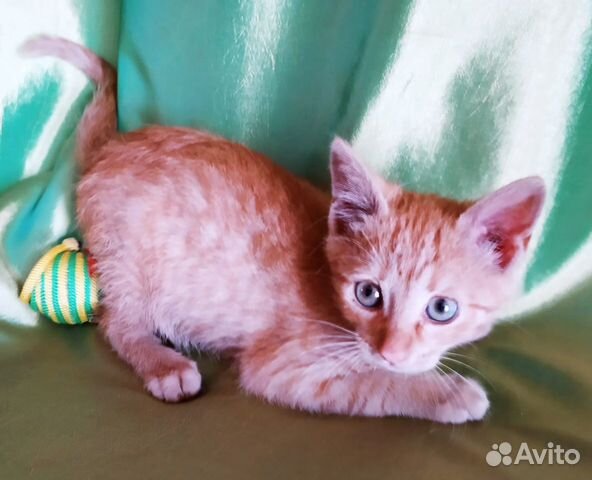 Рыжий котенок