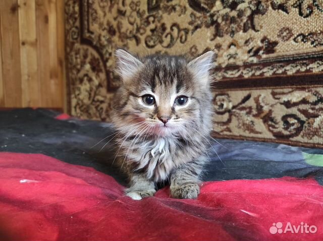 Малыши в добрые руки