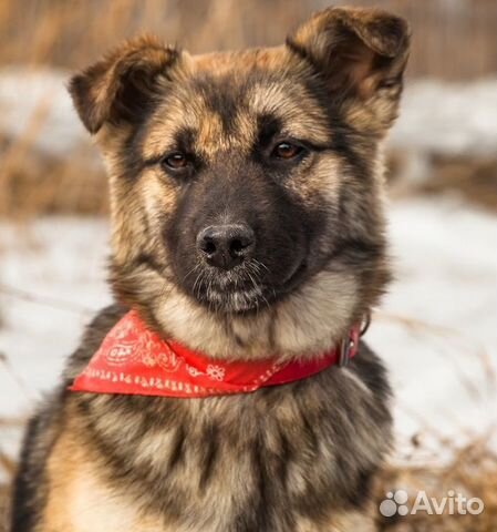 Торри ищет дом