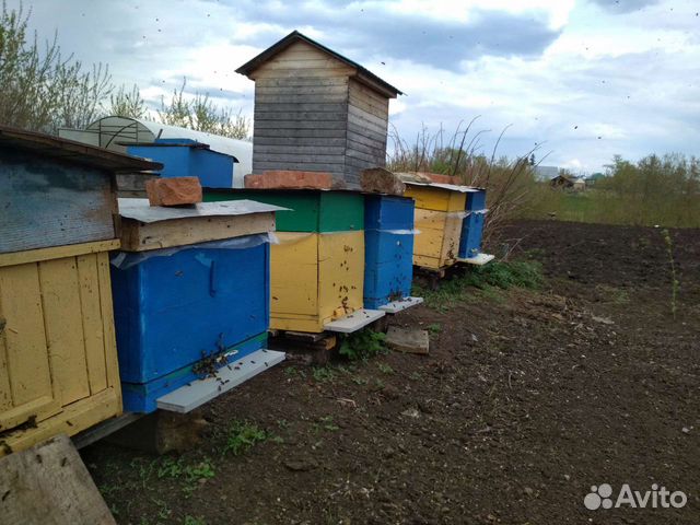 Продам пчелосемьи