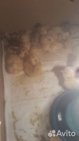 Цыплята бентамки