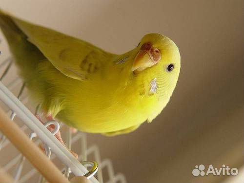 Волнистый попугай