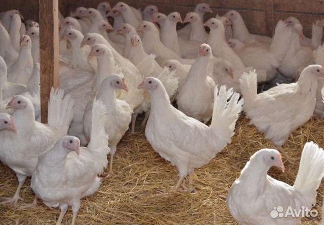 Куры Молодка Легорн,цыплята разных пород