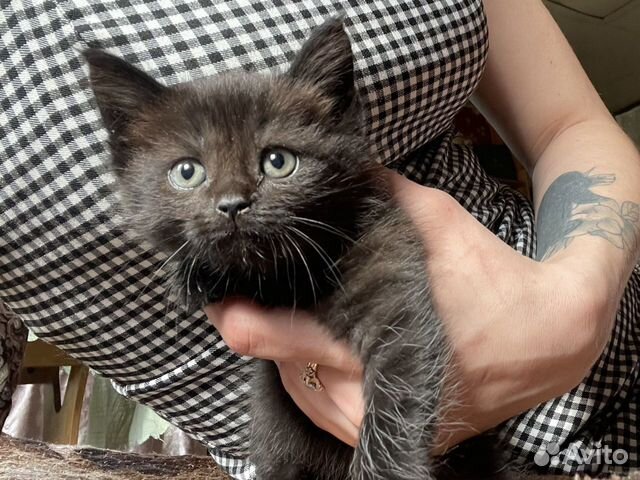 Котенок черной турецкой ангоры