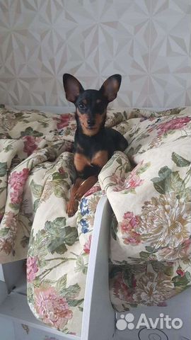 Карликовый пинчер