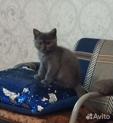 Шотландская кошка