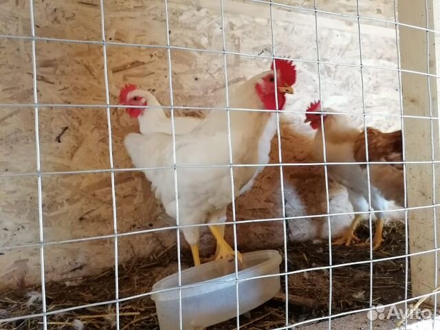 Петухи деревенские молодые 4 месяца