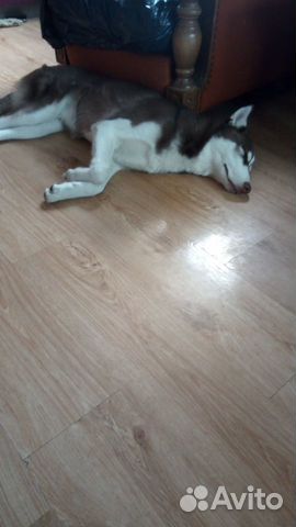 Отдам бесплатно хаски мальчик 6 месяцев