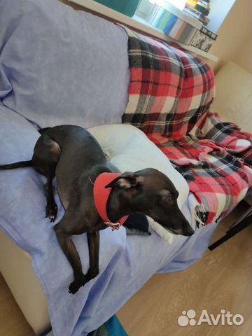 Малая итальянская борзая (левретка)