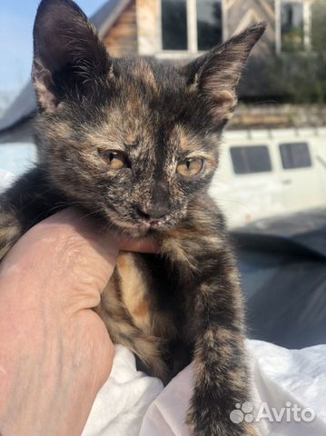 Котенок девочка очень ласковая