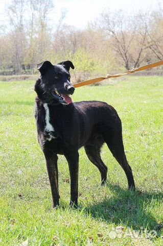 Барт в добрые руки