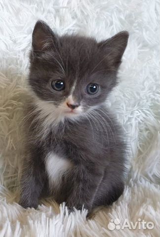 Котенок британской породы (девочка)