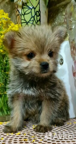 Эксклюзивная девочка