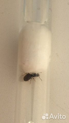 Lasius niger