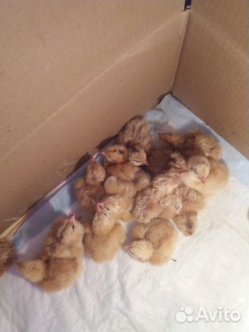 Цыплята редбро суточные