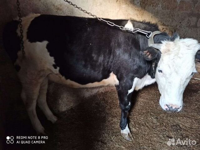 Тёлка возраст 1.2 сытая можно на мясо или на племя