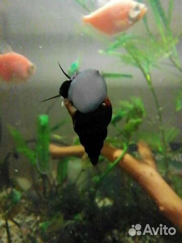 Улитки аквариумные