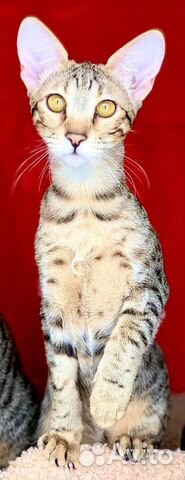 Котенок саванна