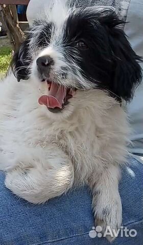 Щенок малорослой собаки