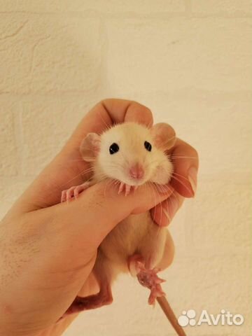 Крыса. Крысята дамбо разных окрасов