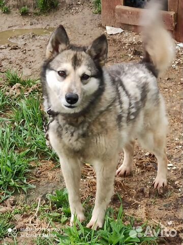 Лайка в беде