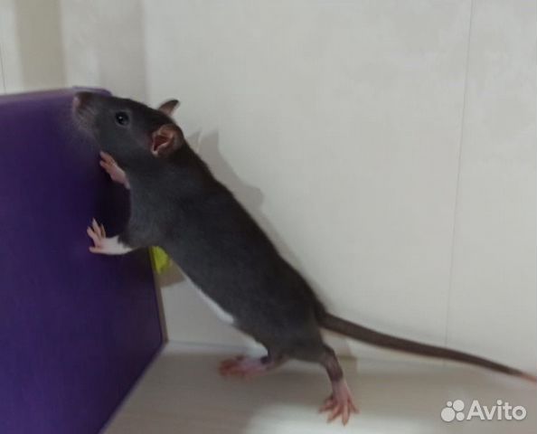 Отдаю в добрые руки