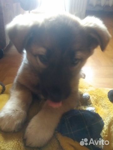 Замечательный щеночек