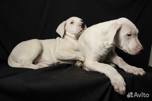 Белые ангелы