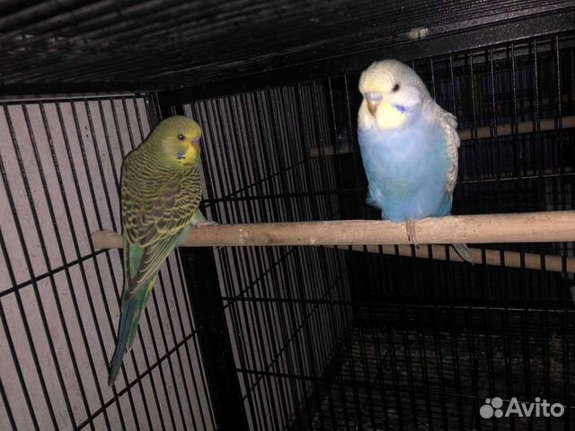 Попугай Волнистый Выставочный